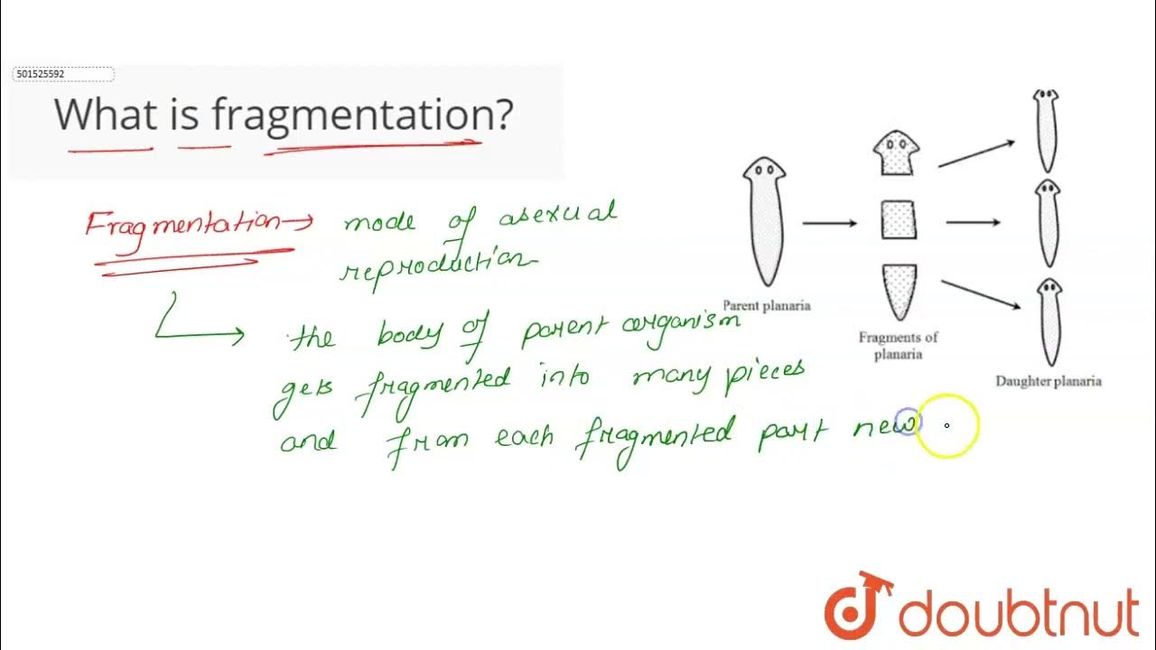 What is fragmentation? | CLASS 12 | REPRODUCTION IN ORGANISMS | BIOLOGY ...