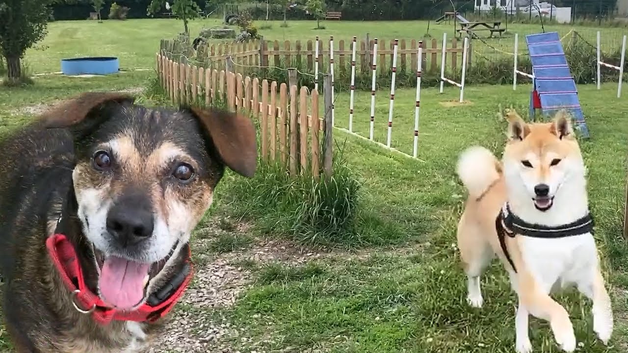 We Took Akira And Rolo To An Enclosed Field With An Agility Course ...