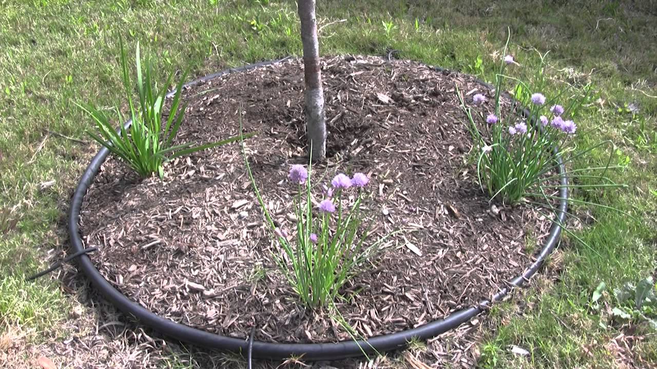 Garden Update: Mid Spring 2013 - YouTube