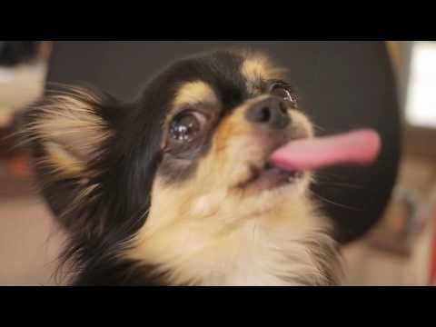 ululate me- chuppie shows how to do the african celebration yell - YouTube