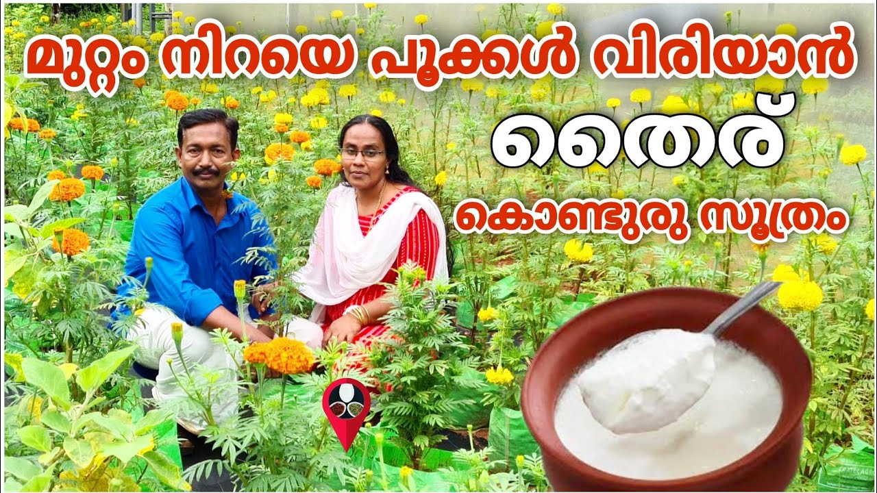 ചെടികൾ നിർത്താതെ പൂവിടാൻ മാജിക് വളം | chedikal nannayi poovidan ...