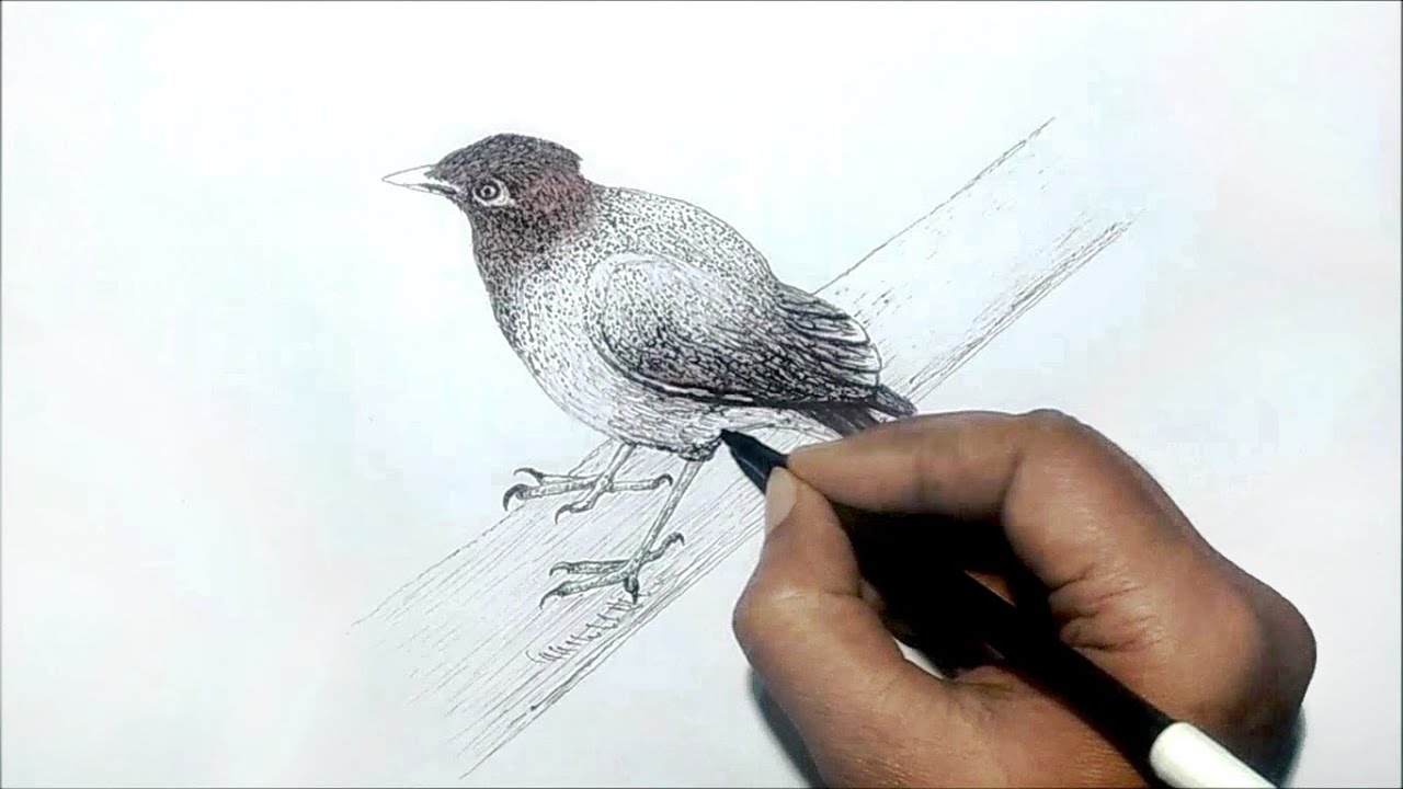 How to draw a Myna bird || Myna Drawing || Step by step - YouTube