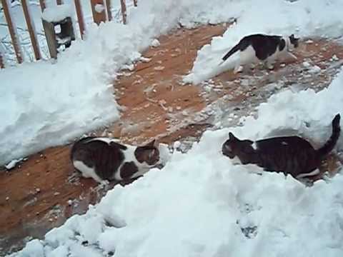 Cats Playing in Snow Having a Snowball Fight - YouTube