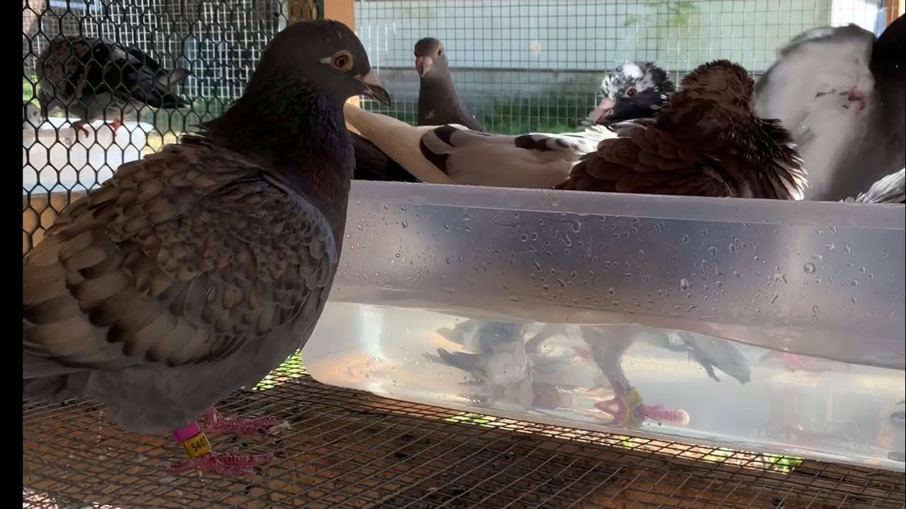 Ligo ligo din pag my time ang Kalapati - pensacola Florida pigeon - YouTube
