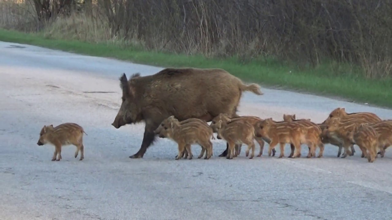 Warchlaki zablokowały drogę - YouTube