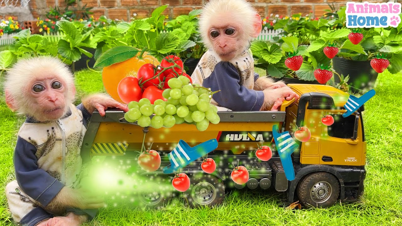 Baby monkey Obi uses super powers to help ducklings escape from dog ...