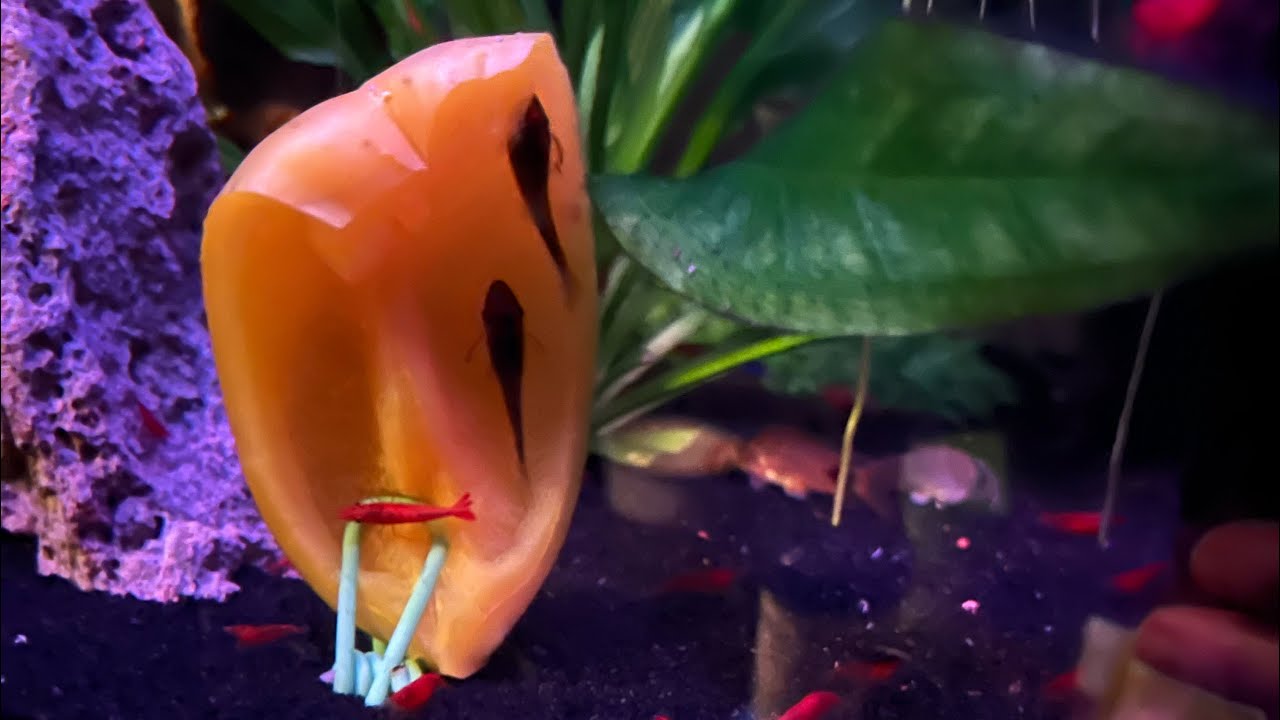 Otocinclus catfish “Otto Cats” and Cherry Shrimp food fresh from the ...