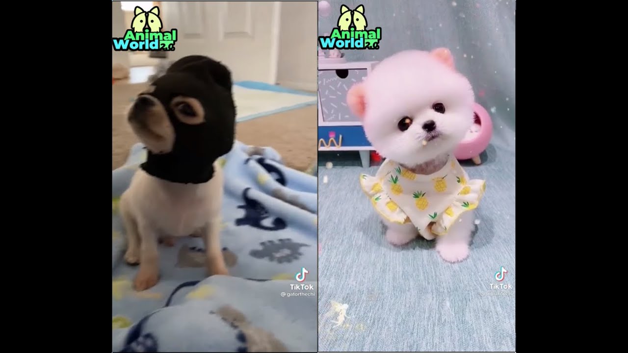 5 Minutes of Adorable Pets That will cheer You UP 100% - YouTube