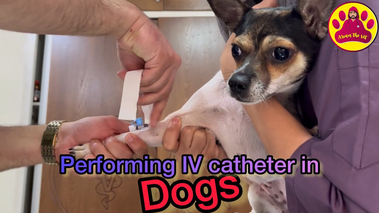 Performing IV catheter in this Dog. - YouTube