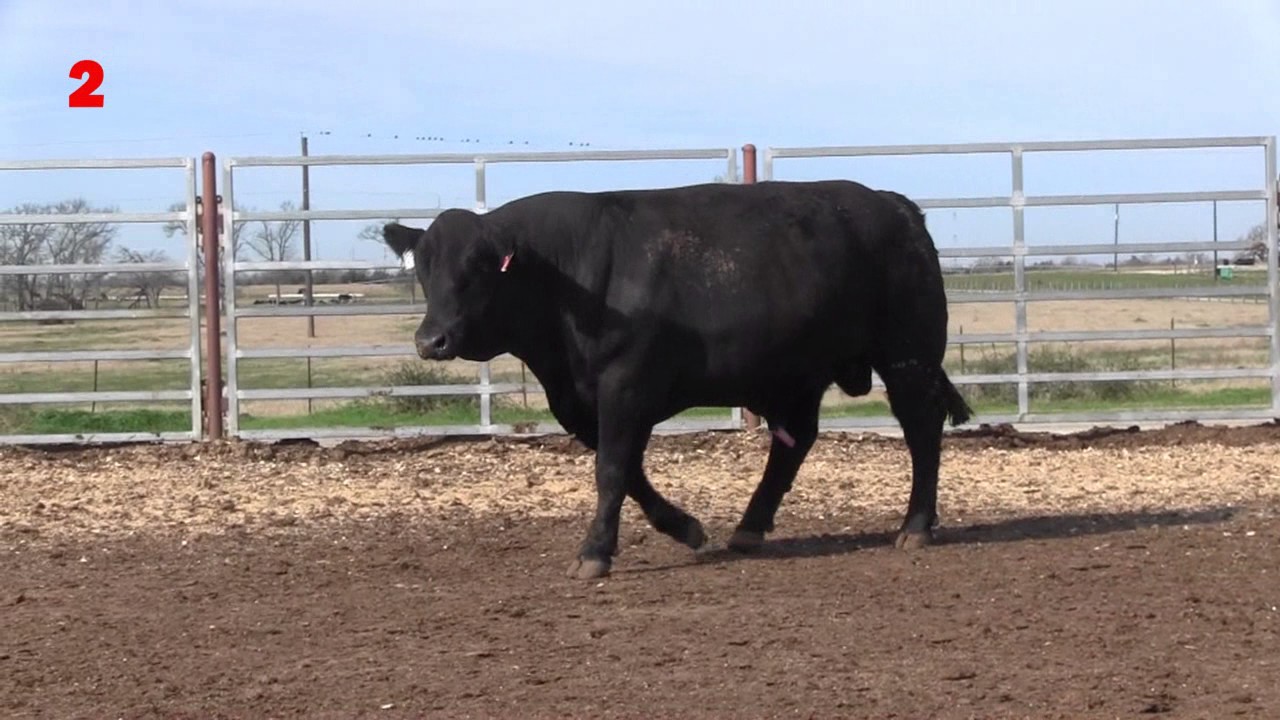 Lot 2 - Cattlemen's Kind Bull Sale 2017 - YouTube