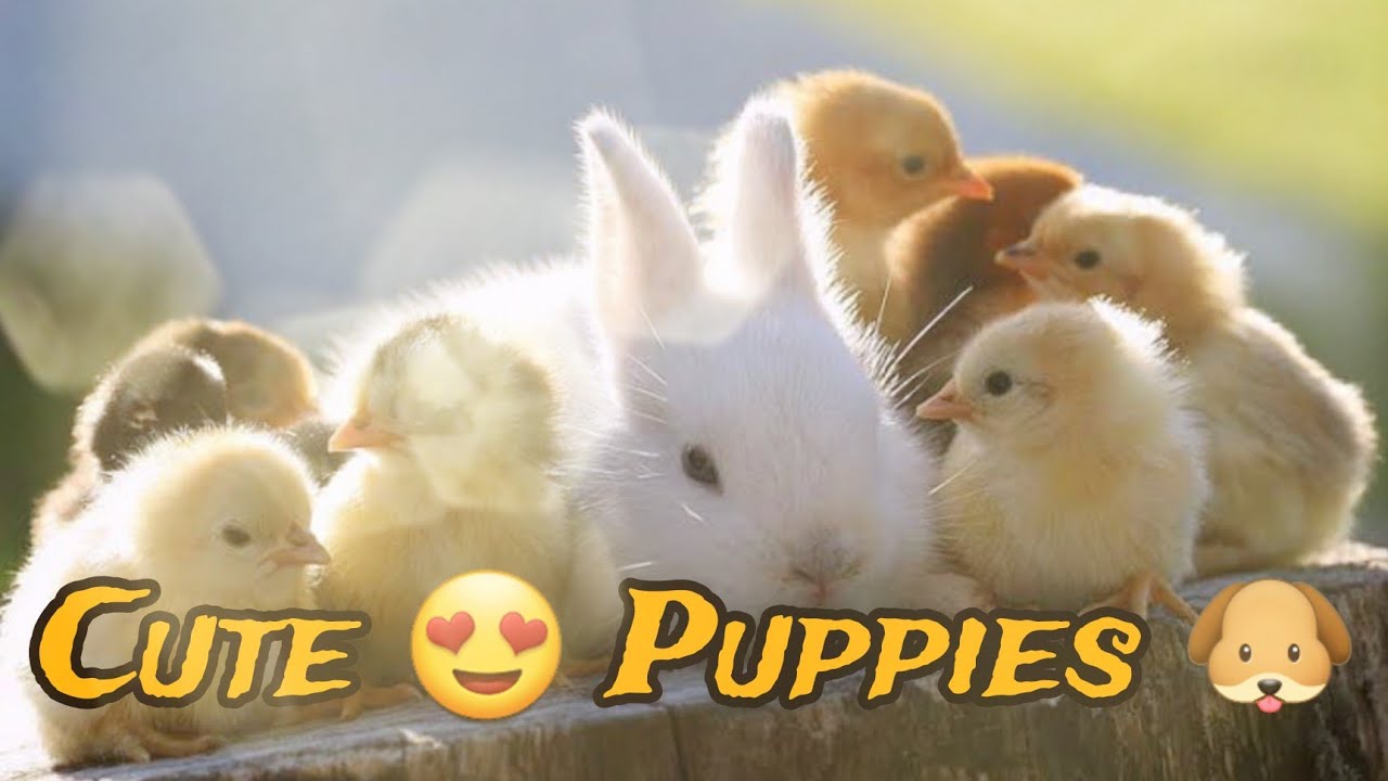 Cute 😍 Puppies 🐶 Mix Videos - YouTube