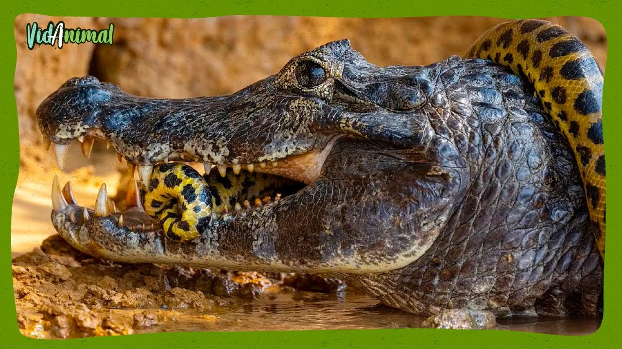 EL TERROR DEL AMAZONAS: El CAIMÁN NEGRO - YouTube