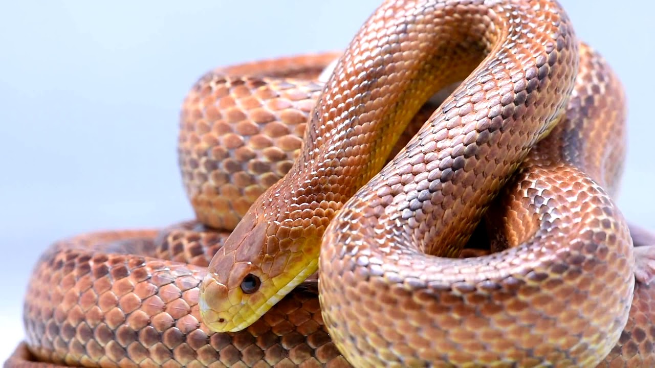 Everglades Rat snake - YouTube