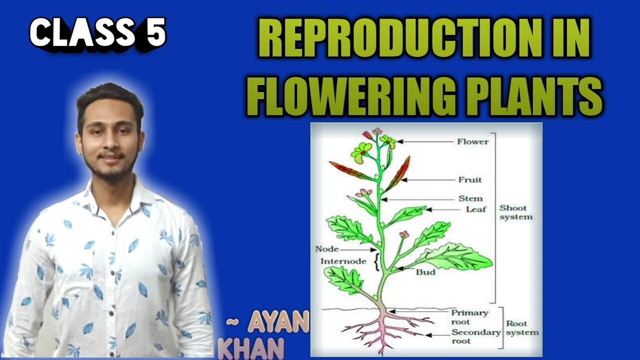 CLASS 5 SCIENCE CHAPTER 1 Basic Science YouTube class-5-science-chapter-1-basic-science-youtube