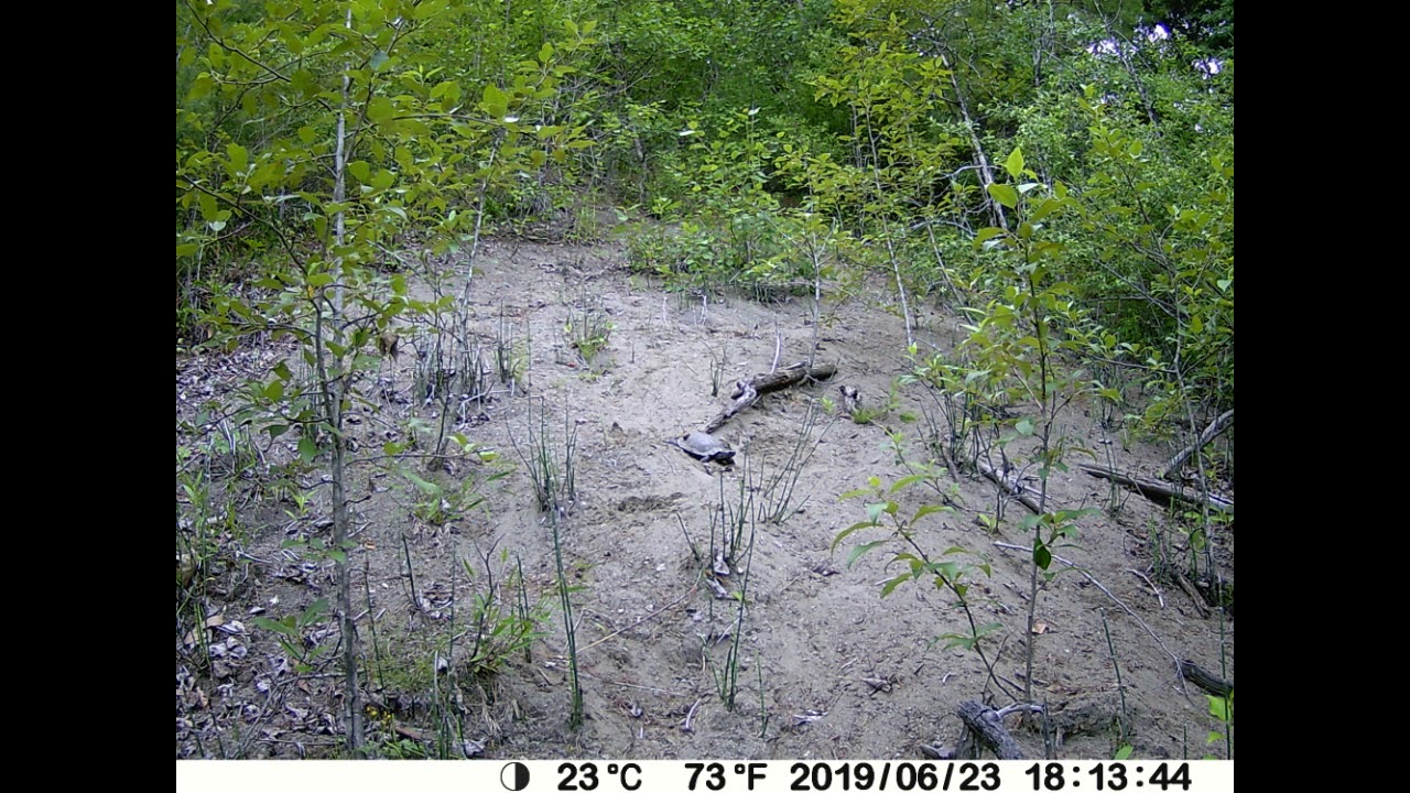 Wood Turtles Scouting and Nesting - YouTube