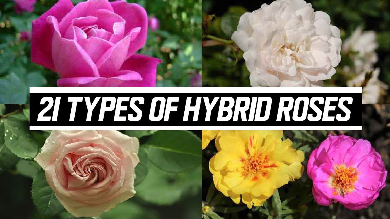 21 Types of Hybrid Roses - The Planet of Greens - YouTube