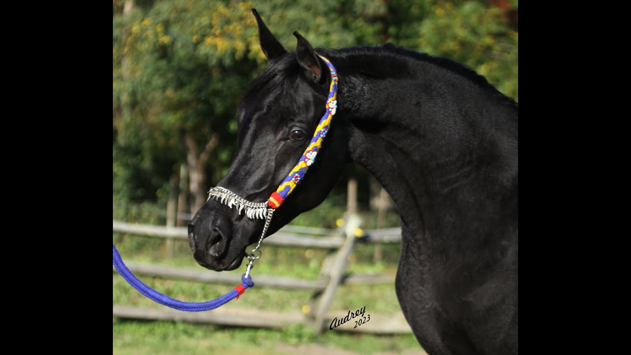 Straight Egyptian Black Arabian Mare HU JASAMEENNA at Hughes Arabians ...