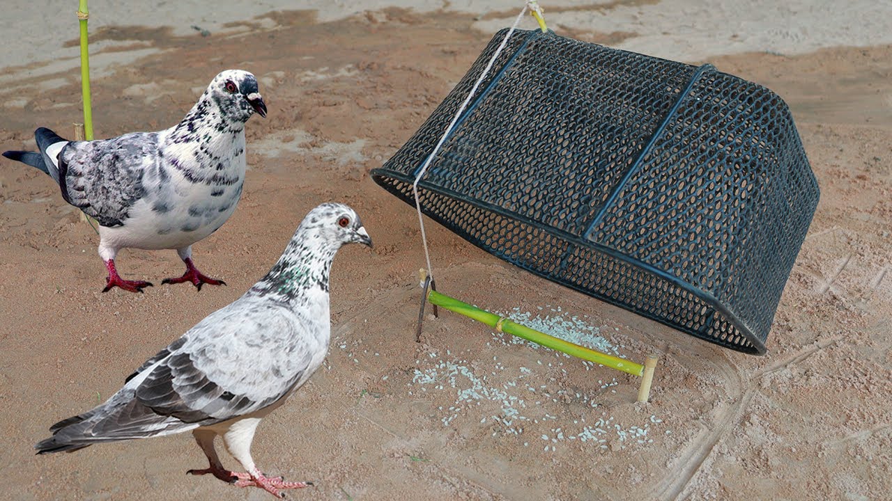 Create new easy Quick amazing unique bird trap technique method ...