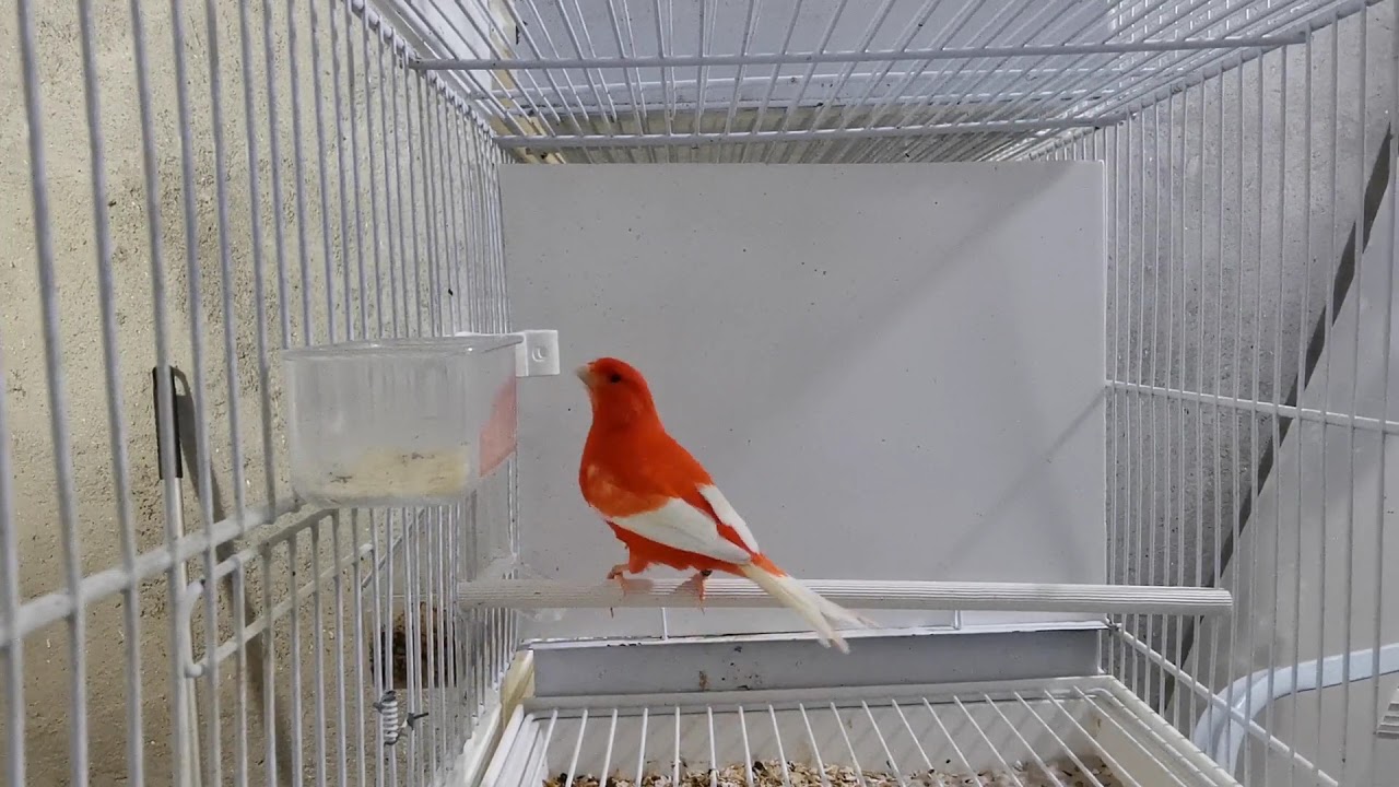 Canarino Rosso Intenso Ala Bianca - YouTube