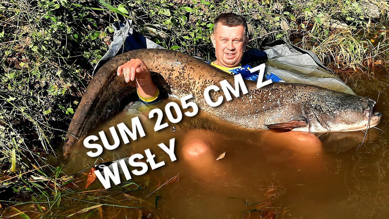 SUM 205 cm z Wisły,szybka sumowa nocka,sum na podwodniaka - YouTube