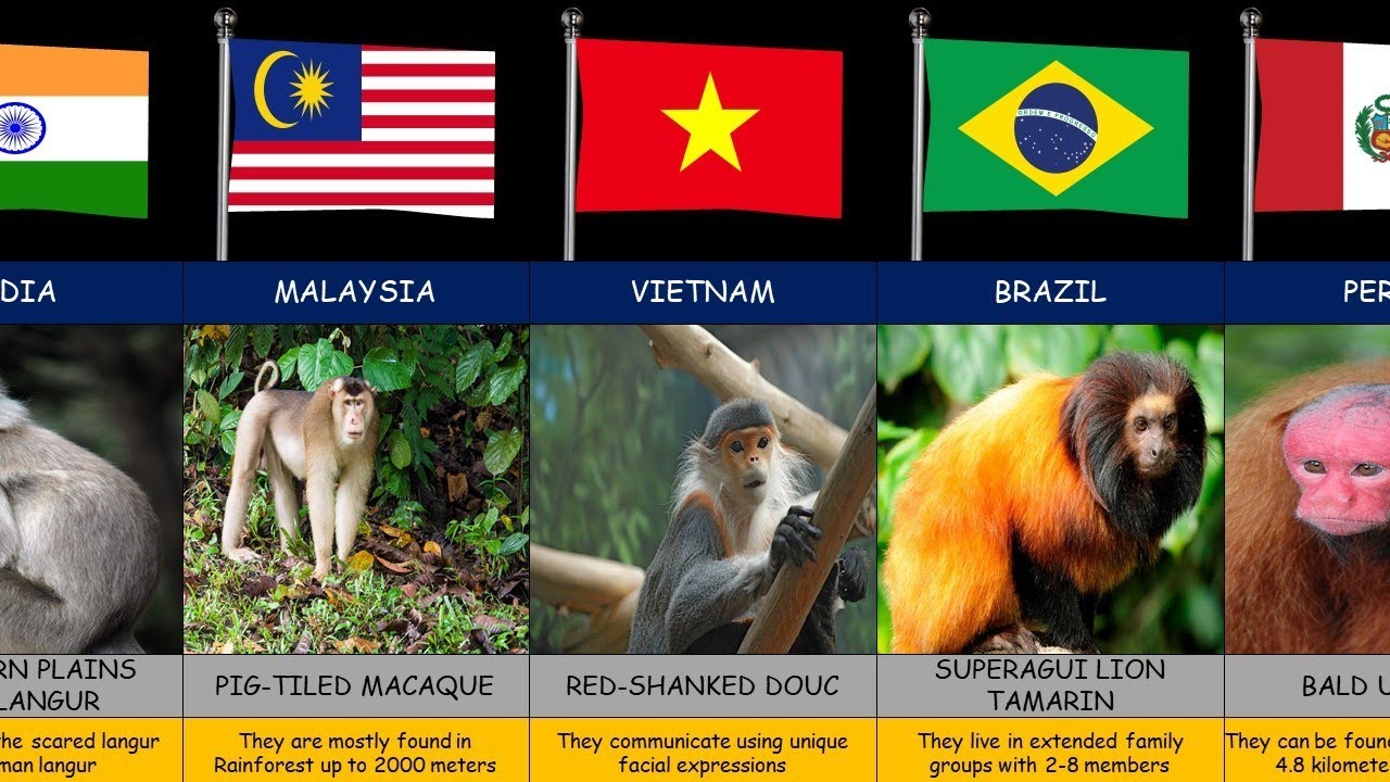 Monkeys from different countries - YouTube