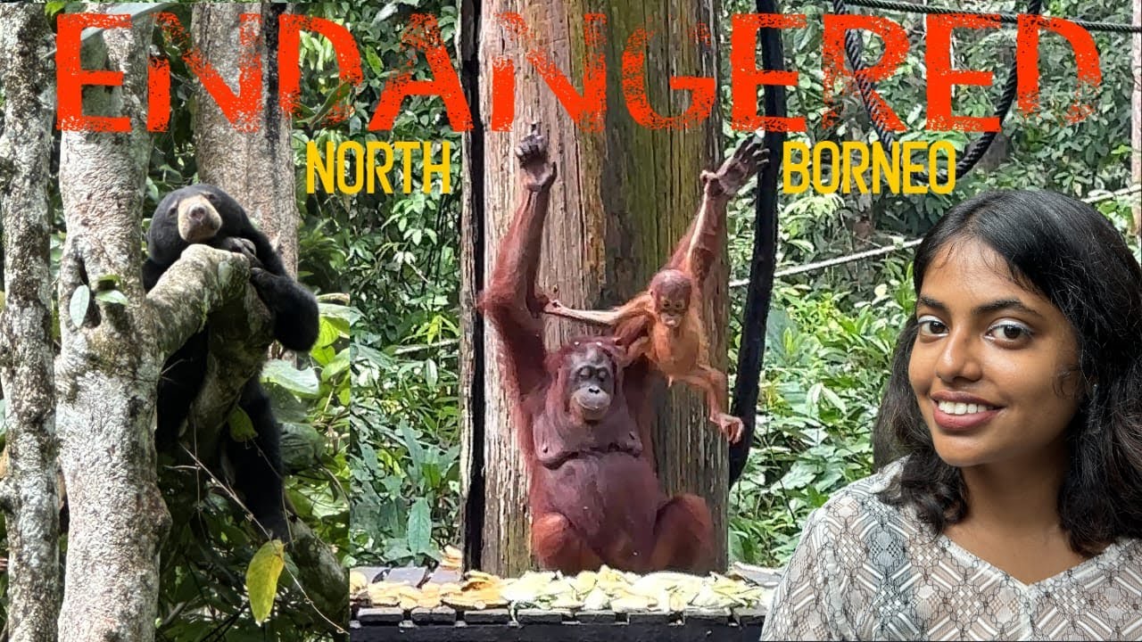 North Borneo Adventure: Wildlife & Rainforest | Orangutan | Sun Bear ...