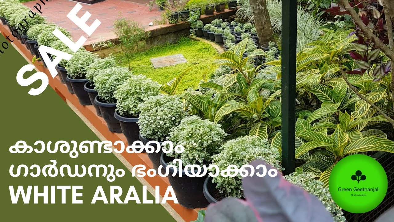 White Aralia, Make money and beautify your garden, care and propagation ...