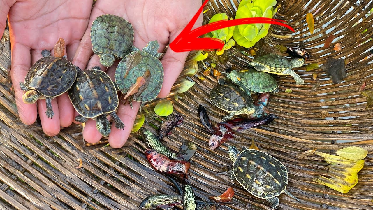 This Lotus Lake So Many Natural Betta Fish and Many Turtles Catching ...