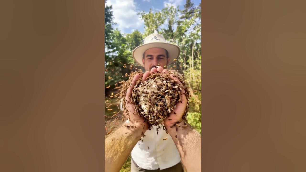 Man smashing wasps nest with his bare hands 🤚 #wildanimals #wildlife - YouTube