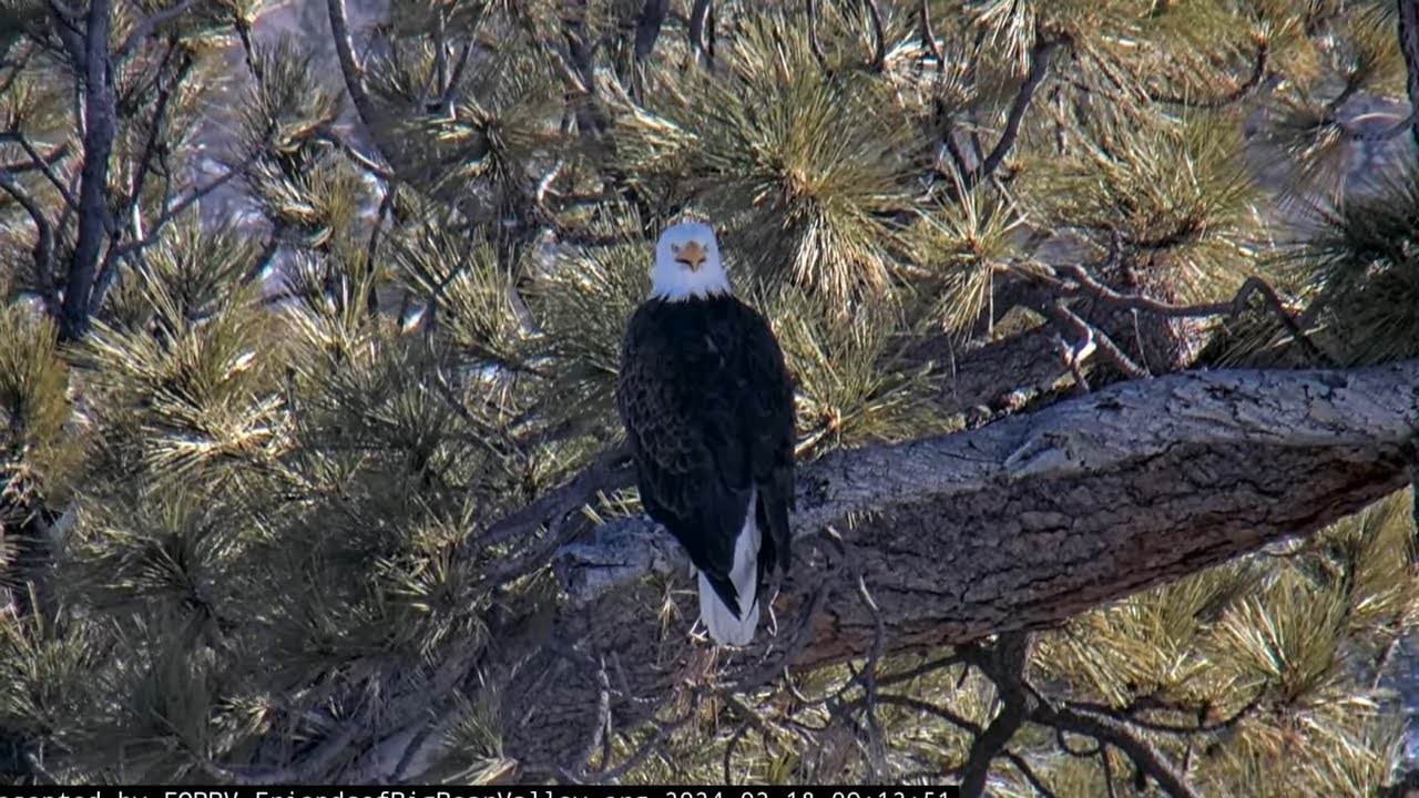 The host of the nest and the love of Jackie's life, Shadow FOBBV CAM ...