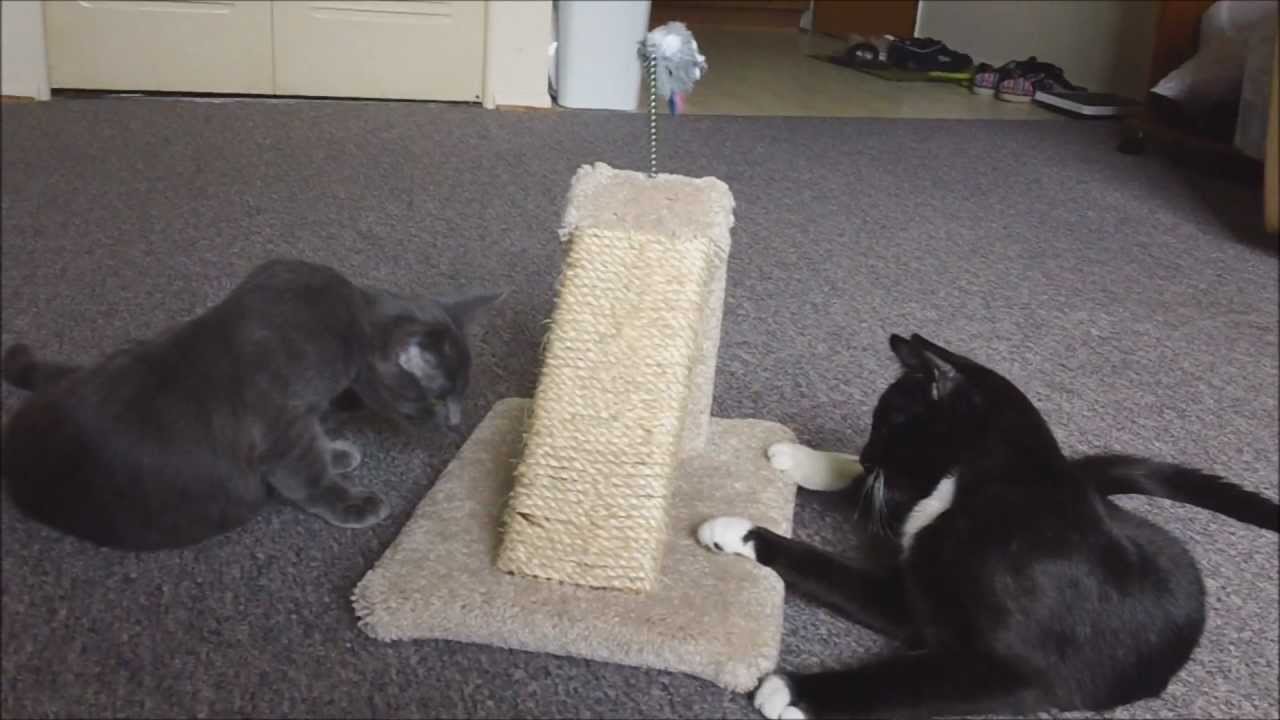 Kittens Destroy New Toy - YouTube