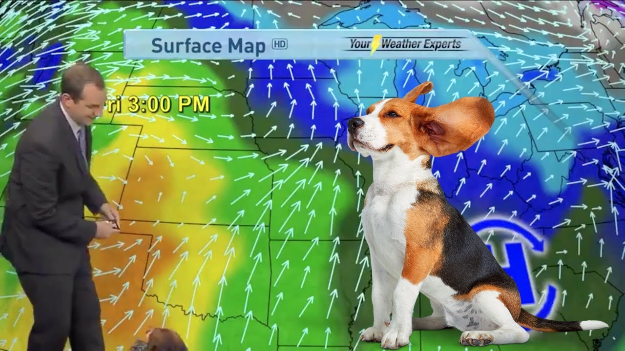 ANNOYING BEAGLE DURING LIVE WEATHER BROADCAST! - YouTube
