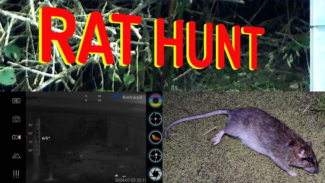 RAT HUNT - YouTube