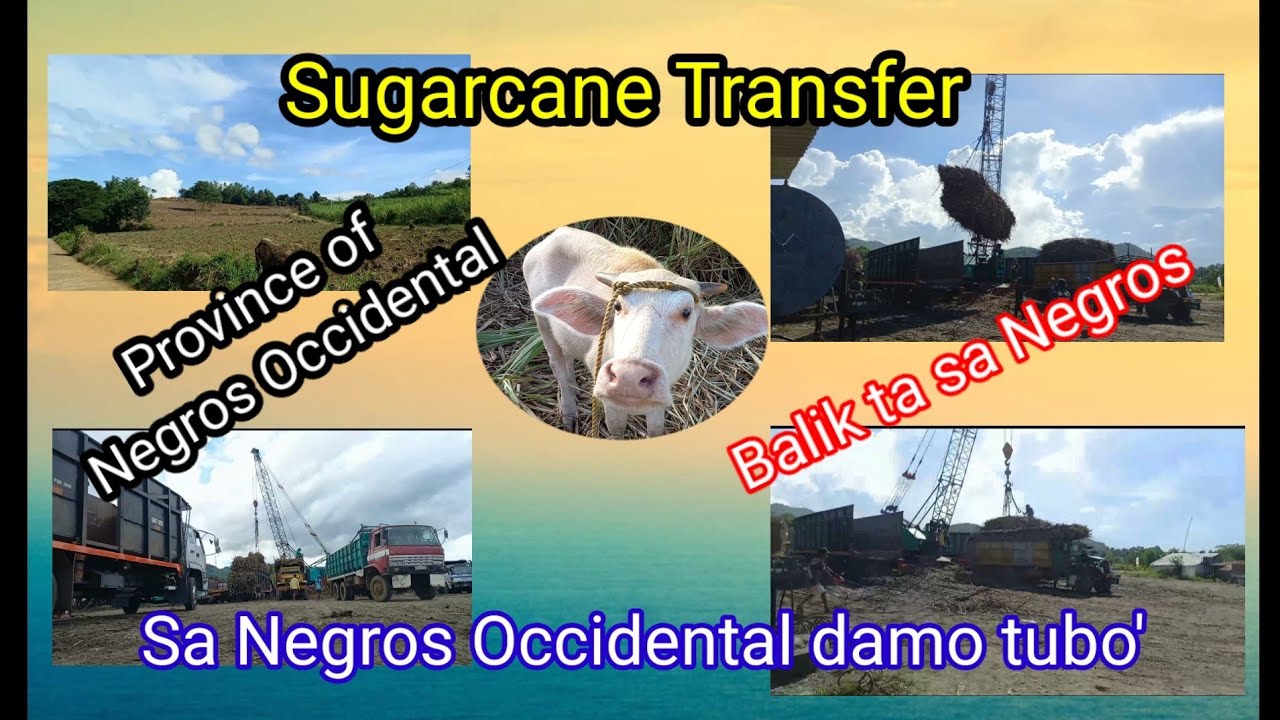 SA NEGROS OCCIDENTAL DAMO TUBO! Balikan ta ang Probinsya sang Negros ...