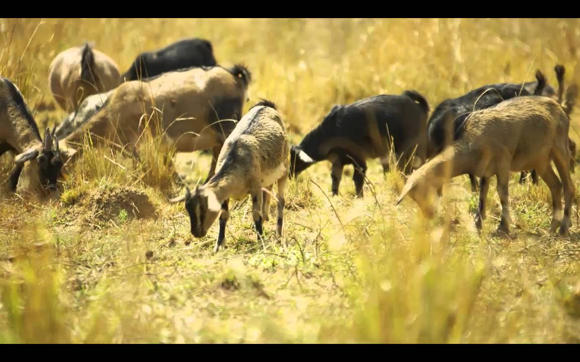 #FollowtheGoats to Zambia! | World Vision - YouTube