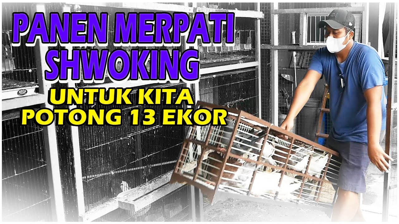 PANEN MERPATI SHWOKING UNTUK KITA POTONG 13 EKOR #merpati - YouTube