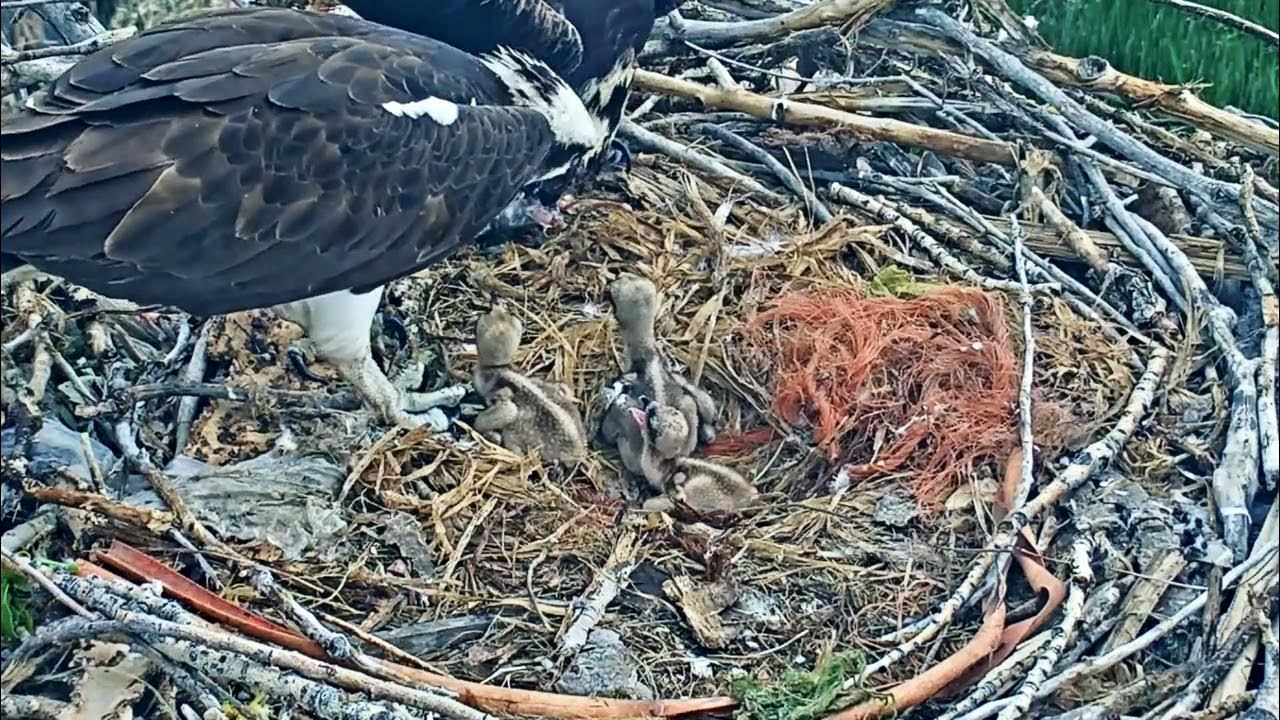 2023-05-31 Mid-afternoon feeding of thriving chicks | Boulder County Osprey Cam - YouTube