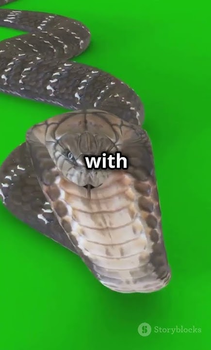 10 amazing facts about snakes #SnakeFacts #Wildlife #AmazingNature # ...