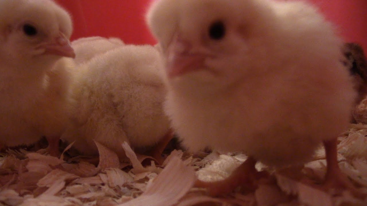 Curious Baby Chicks~So Cute! - YouTube
