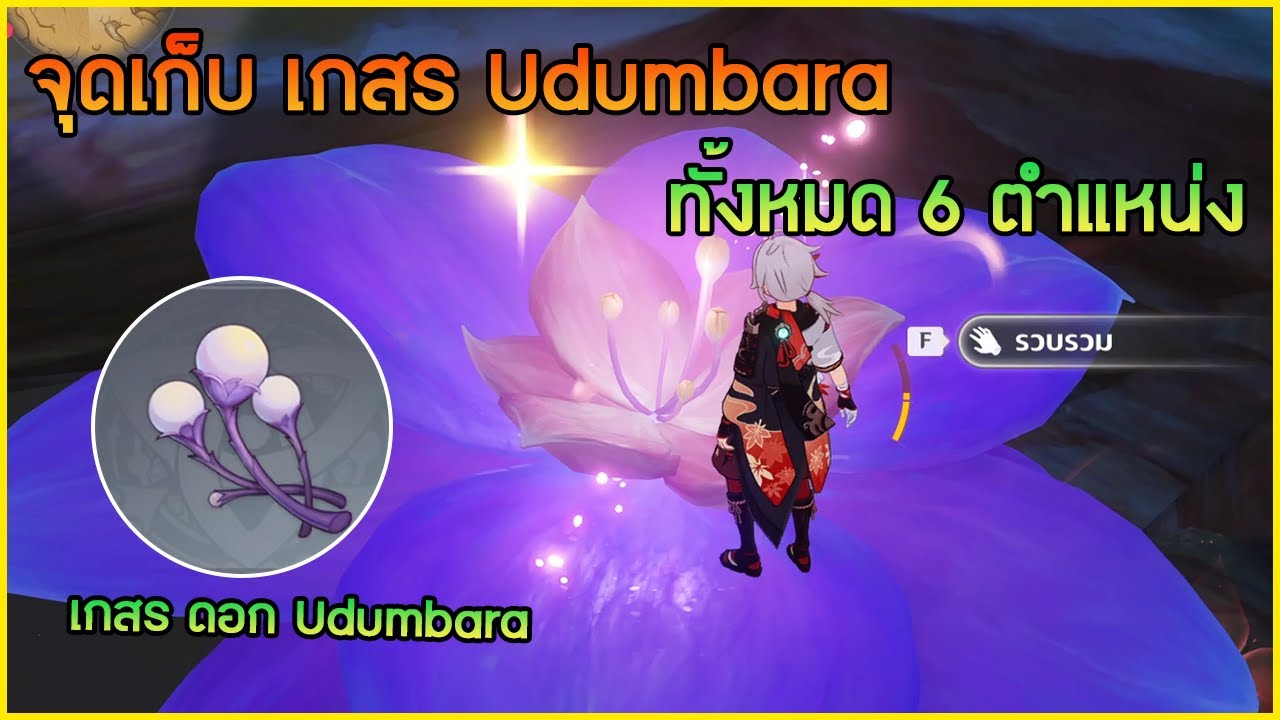 จุดเก็บ เกสร Udumbara ทั้งหมด 6 ตำแหน่ง Genshin impact 3.6 - YouTube