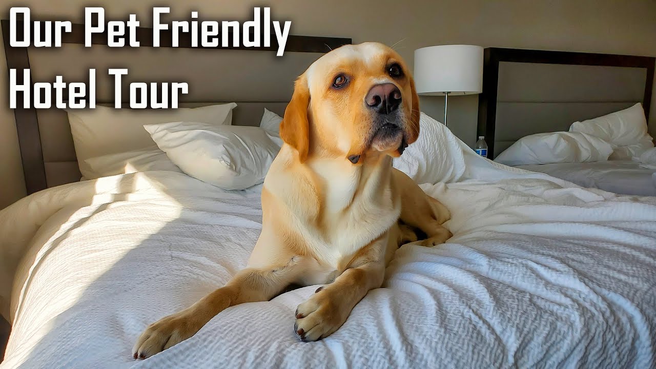 Our Pet Friendly Marriott Hotel Tour TownePlace Suites Hindi Vlog our-pet-friendly-marriott-hotel-tour-towneplace-suites-hindi-vlog