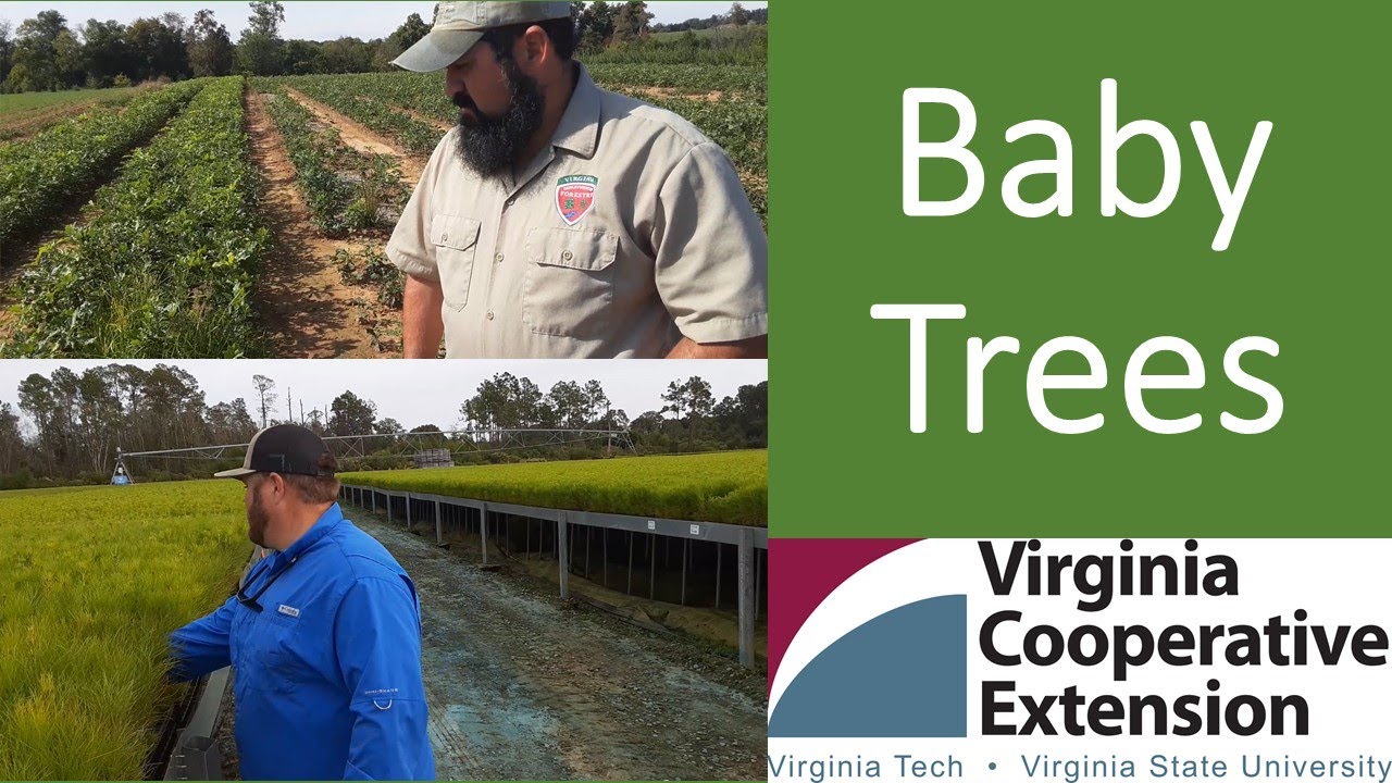 Fifteen Minutes in the Forest: Baby Trees Grow Here - YouTube