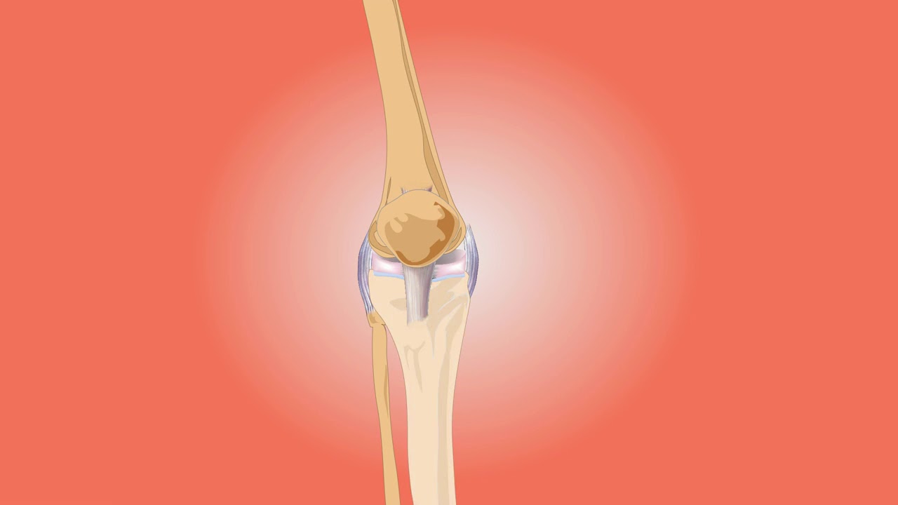Anatomía de la rodilla - YouTube