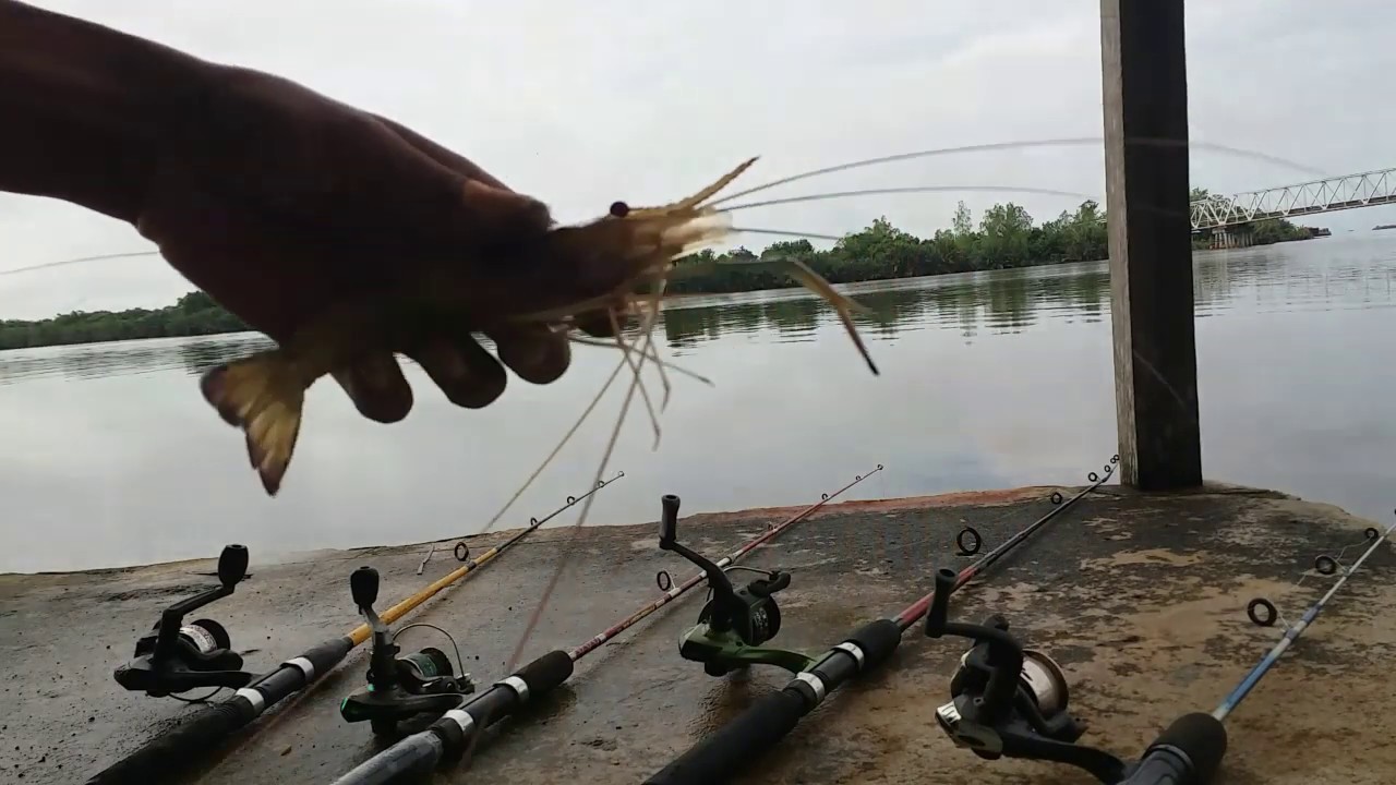 Pancing udang galah dan ikan ringau - YouTube