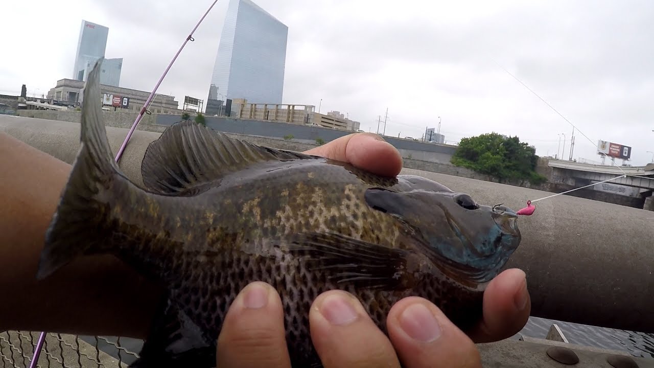 Have you Ever Suffered from the PANFISH CURSE?! (Philadelphia, PA ...
