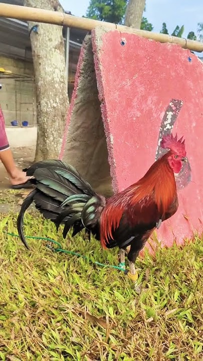 Super Brown Red dari Ramon Cibana 👌⭐️🍀 #shorts #short #gamefarm #rooster #chicken - YouTube