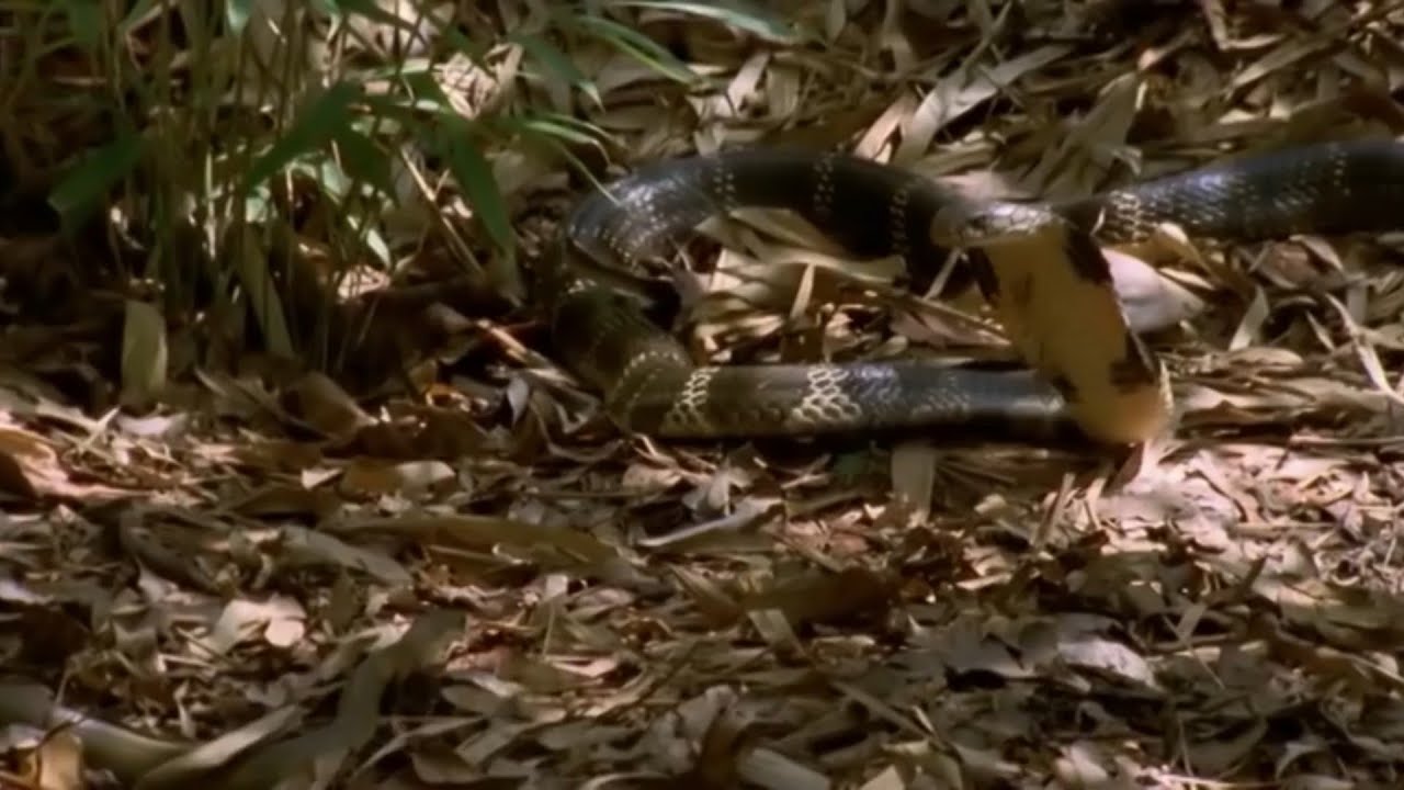 King cobra vs Rat snake | Real snake fight till death - YouTube