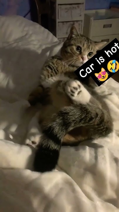 Dont Touch Me 😾🐱😹😾shorts Cat Funny Cats Youtube