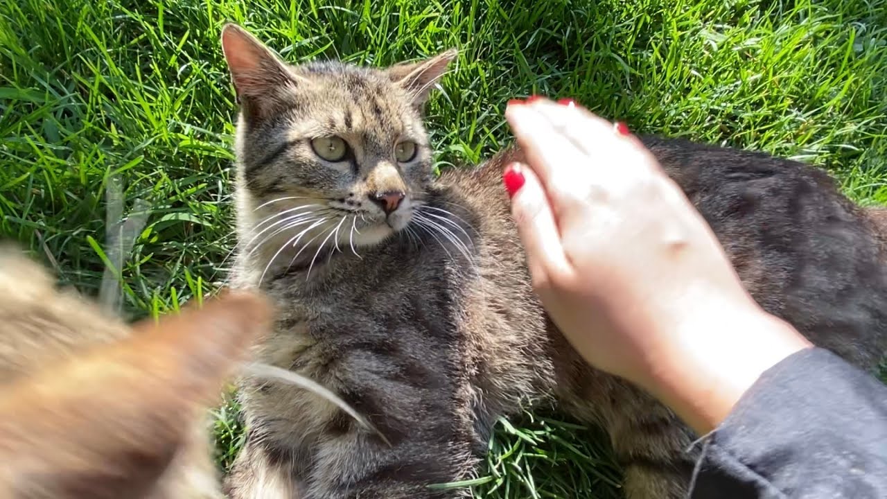 Asmr cat petting : If you love petting, watch this clip | The cat ...