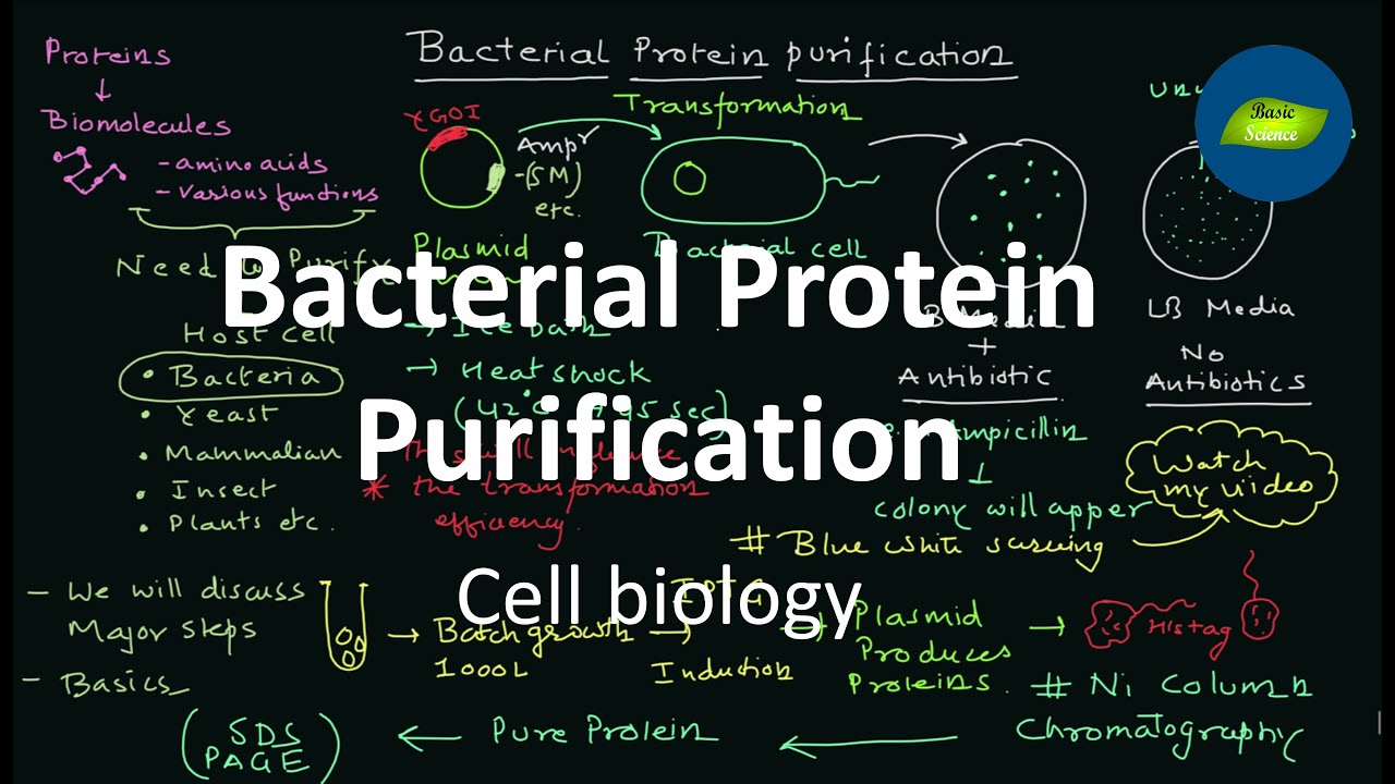 Protein Expression And Purification Pdf at Hayden Seton blog Protein Expression And Purification Pdf at Hayden Seton blog